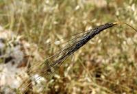 How Humans Transformed Wild Wheat into its Mo | EurekAlert!