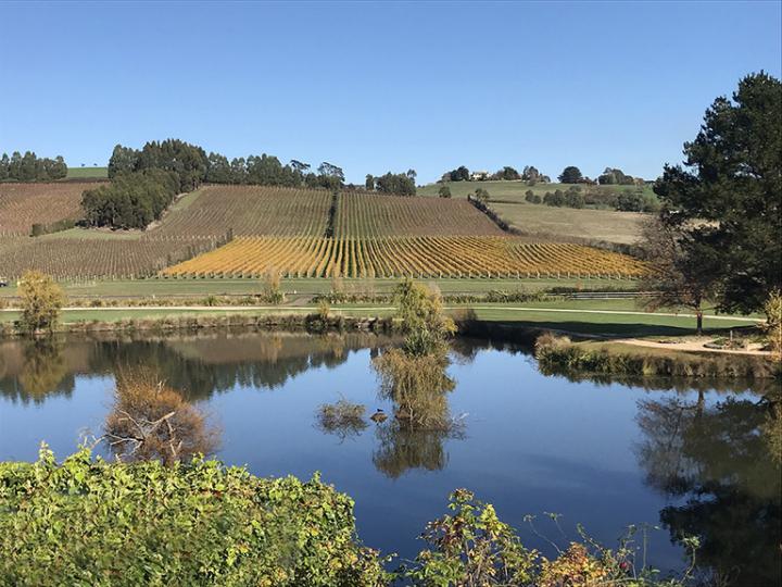 Vineyard [IMAGE] | EurekAlert! Science News Releases