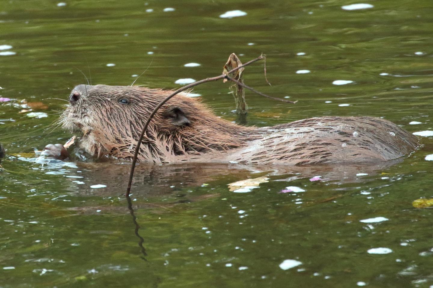 Beavers do dam good work cleaning water, rese | EurekAlert!