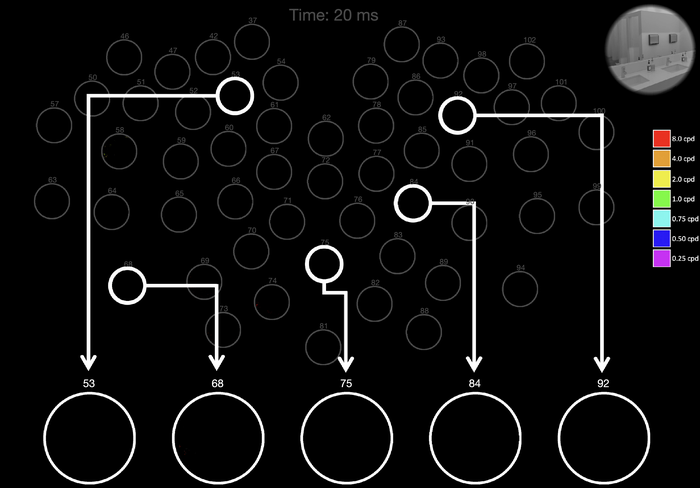 New brain mapping technique reveals neural co | EurekAlert!
