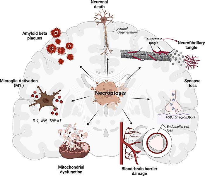 Necroptosis is a form of progr [IMAGE] | EurekAlert! Science News Releases