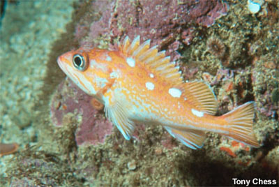 Rockfish | EurekAlert!
