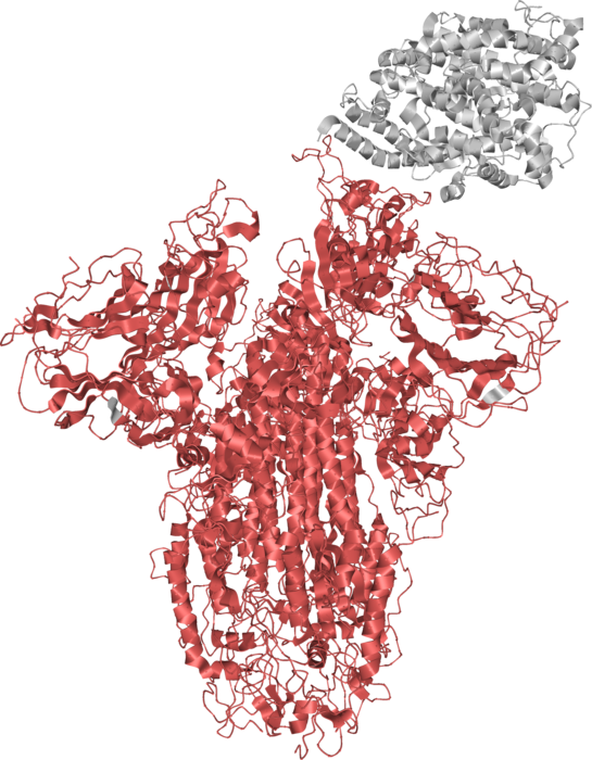 SARS-CoV-2 spike glycoprotein [IMAGE] | EurekAlert! Science News Releases