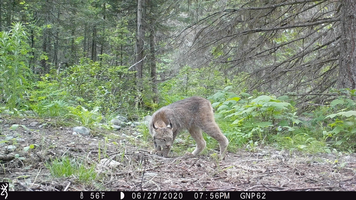 Lynx1 [IMAGE] | EurekAlert! Science News Releases