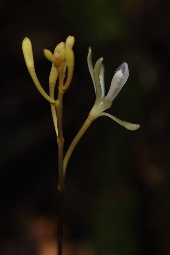 Lecanorchis tabugawaensis