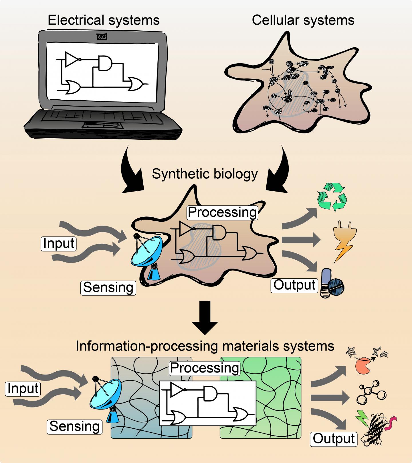 Biological signalling processes in intelligen | EurekAlert!