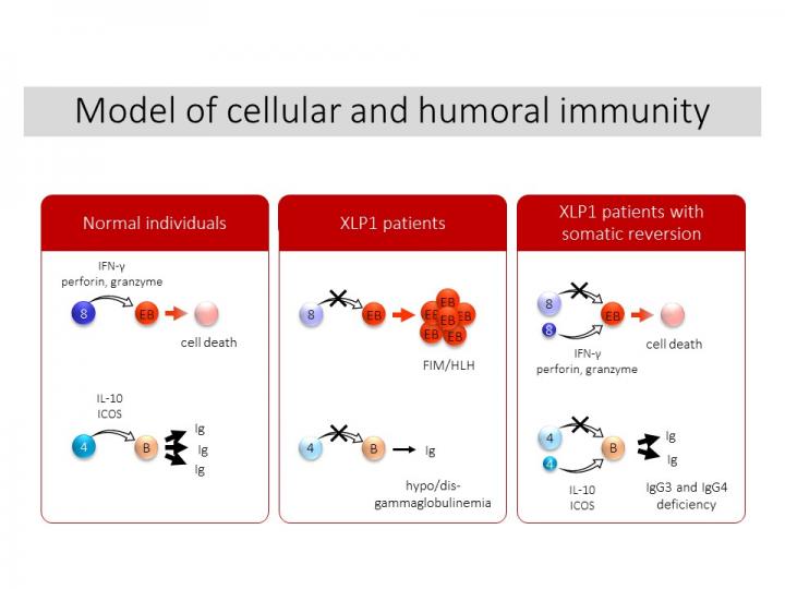 Model of Cellular and Humoral [IMAGE] | EurekAlert! Science News Releases
