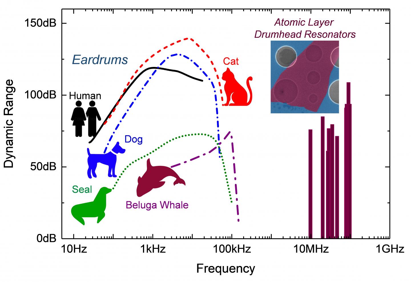 Comparison: Cats, Humans, Whal [IMAGE] | EurekAlert! Science News Releases
