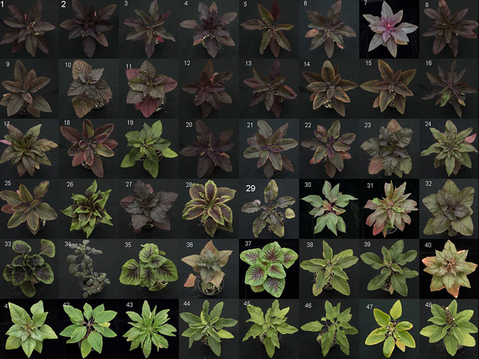 Amaranth varieties [IMAGE] | EurekAlert! Science News Releases