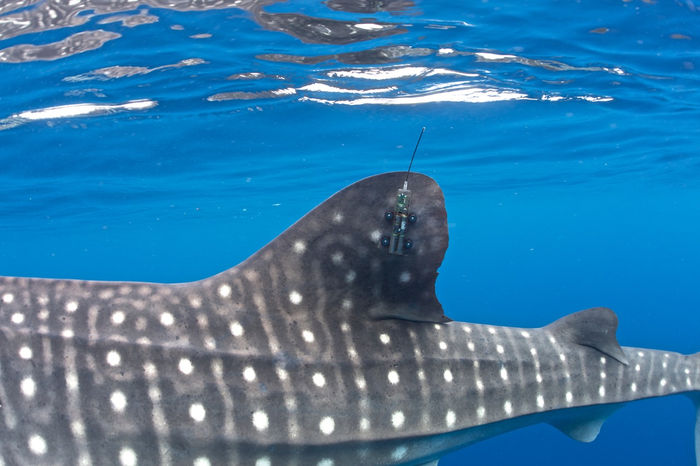 Whale Shark with tracker [IMAGE] | EurekAlert! Science News Releases
