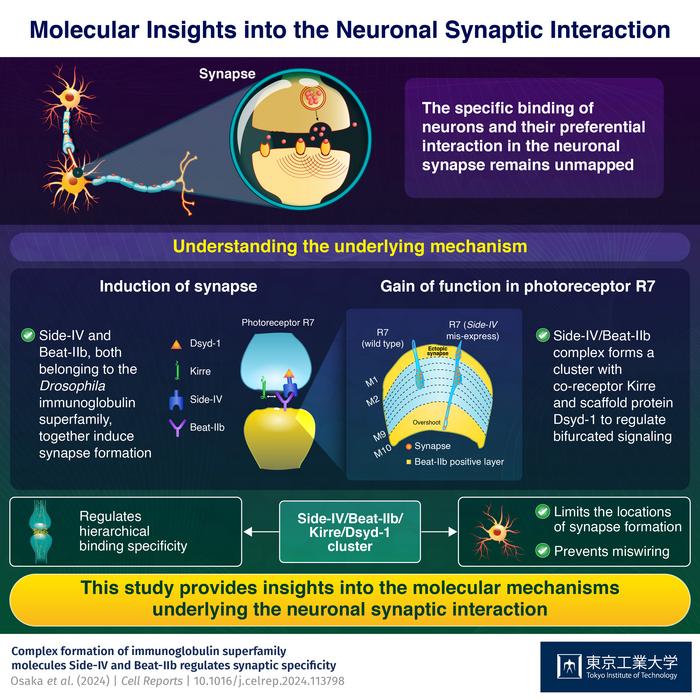 A molecular route to decoding synaptic specif | EurekAlert!