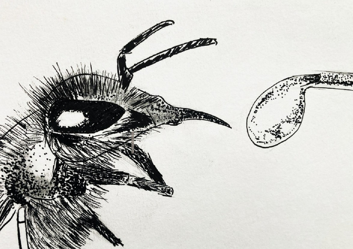 The proboscis extension reflex [IMAGE] | EurekAlert! Science News Releases