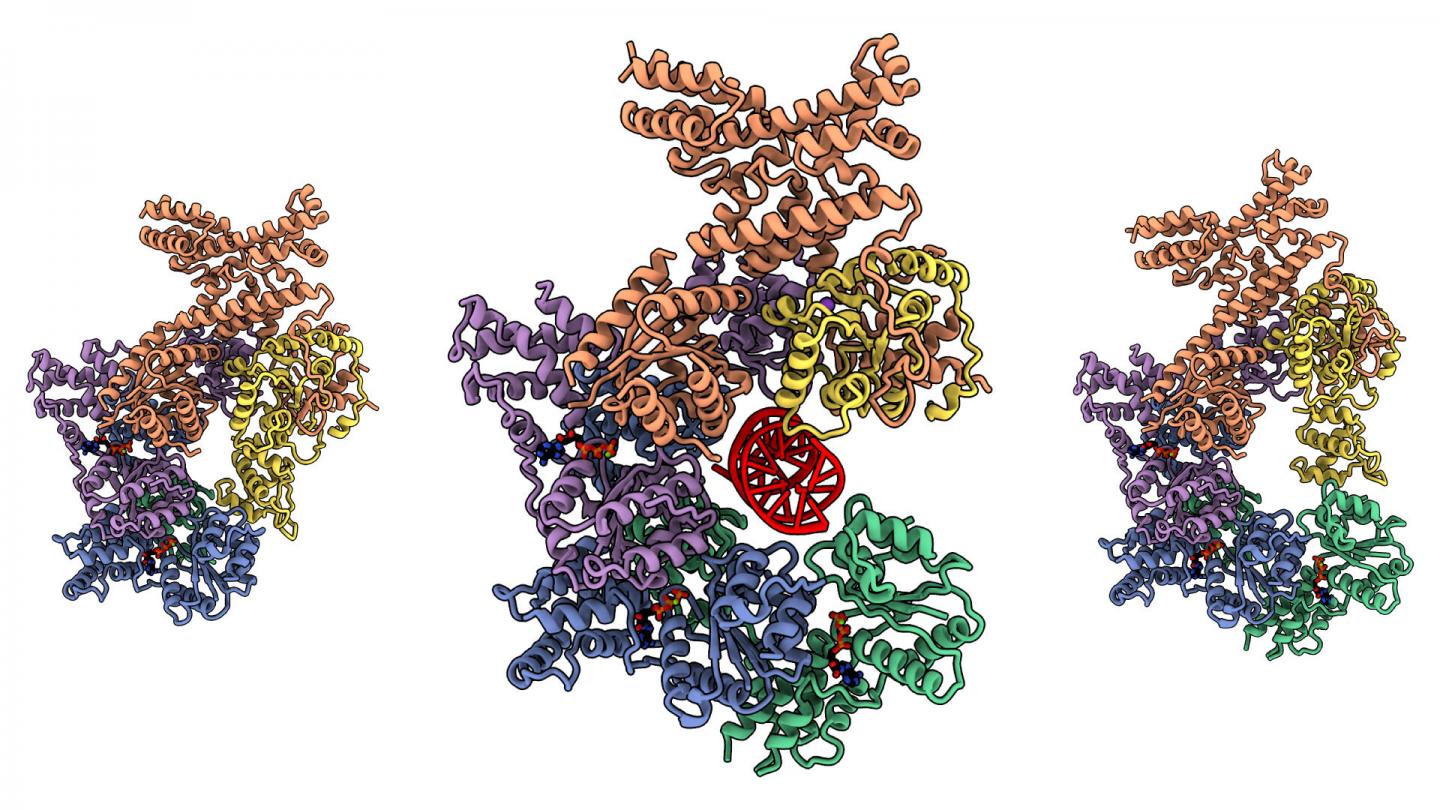 Model of Human ORC [IMAGE] | EurekAlert! Science News Releases