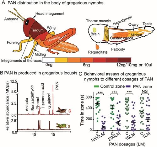 PAN Production Patterns and Be [IMAGE] | EurekAlert! Science News Releases