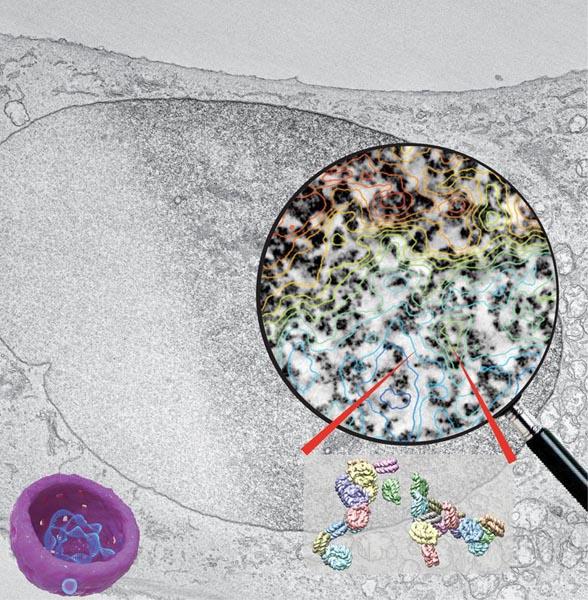 New 3-D imaging reveals how human cell nucleu | EurekAlert!