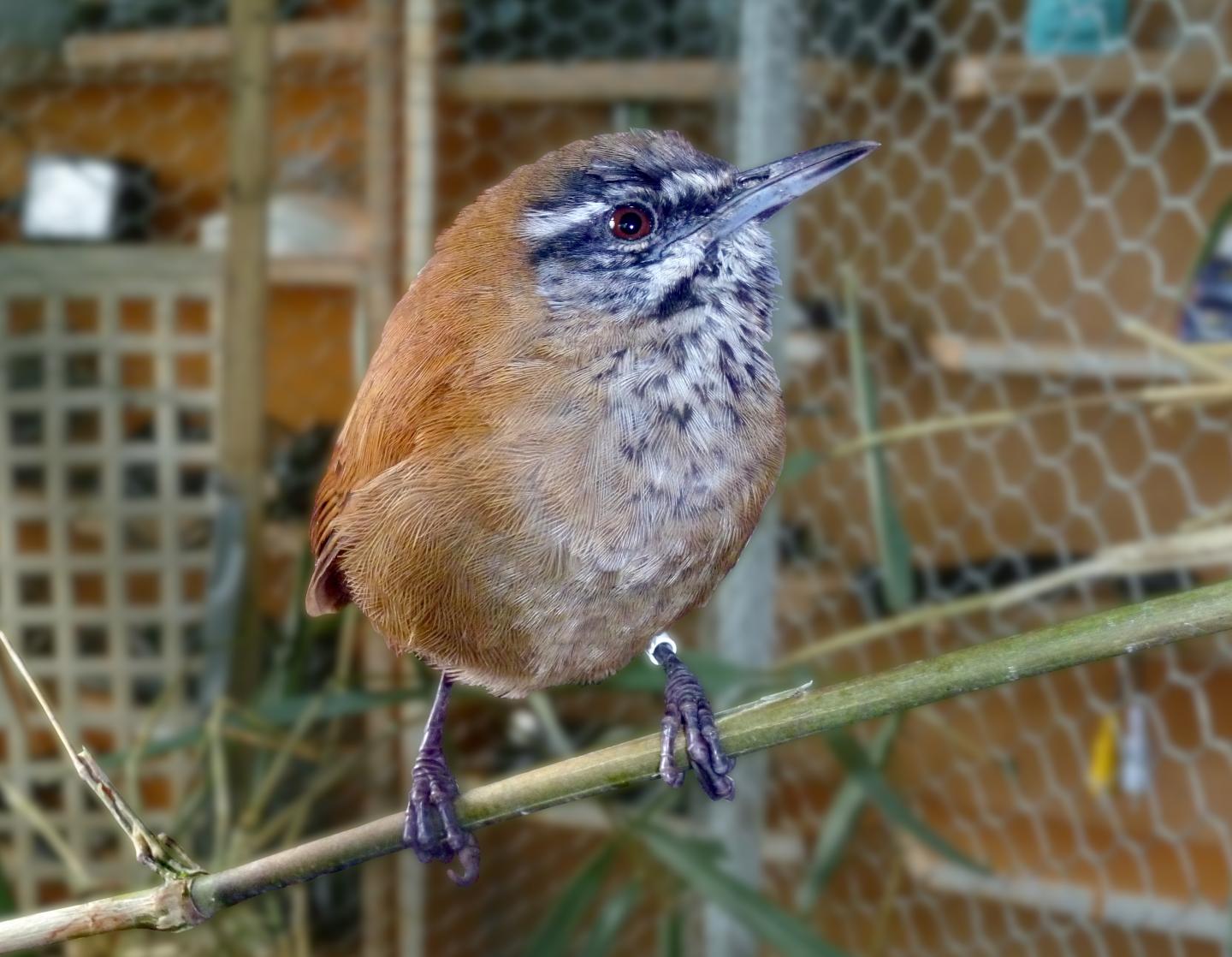 A plain-tailed wren. [IMAGE] | EurekAlert! Science News Releases