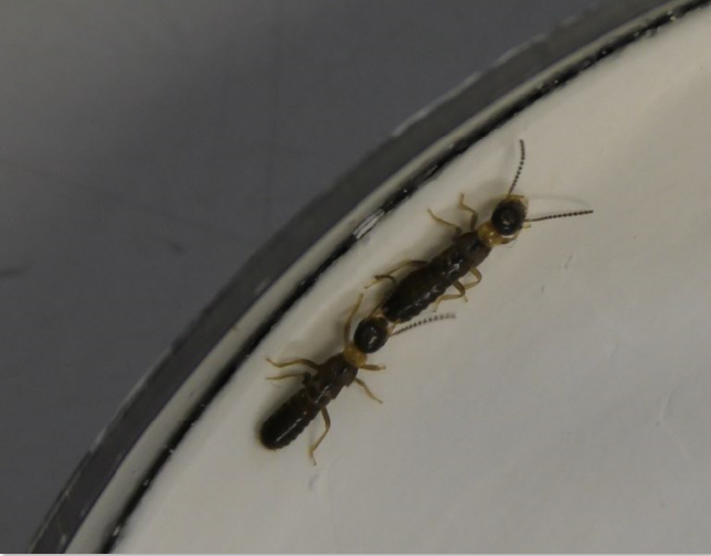 A female-male tandem run in Ja [IMAGE] | EurekAlert! Science News Releases