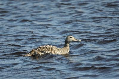Female Common Eider [IMAGE] | EurekAlert! Science News Releases