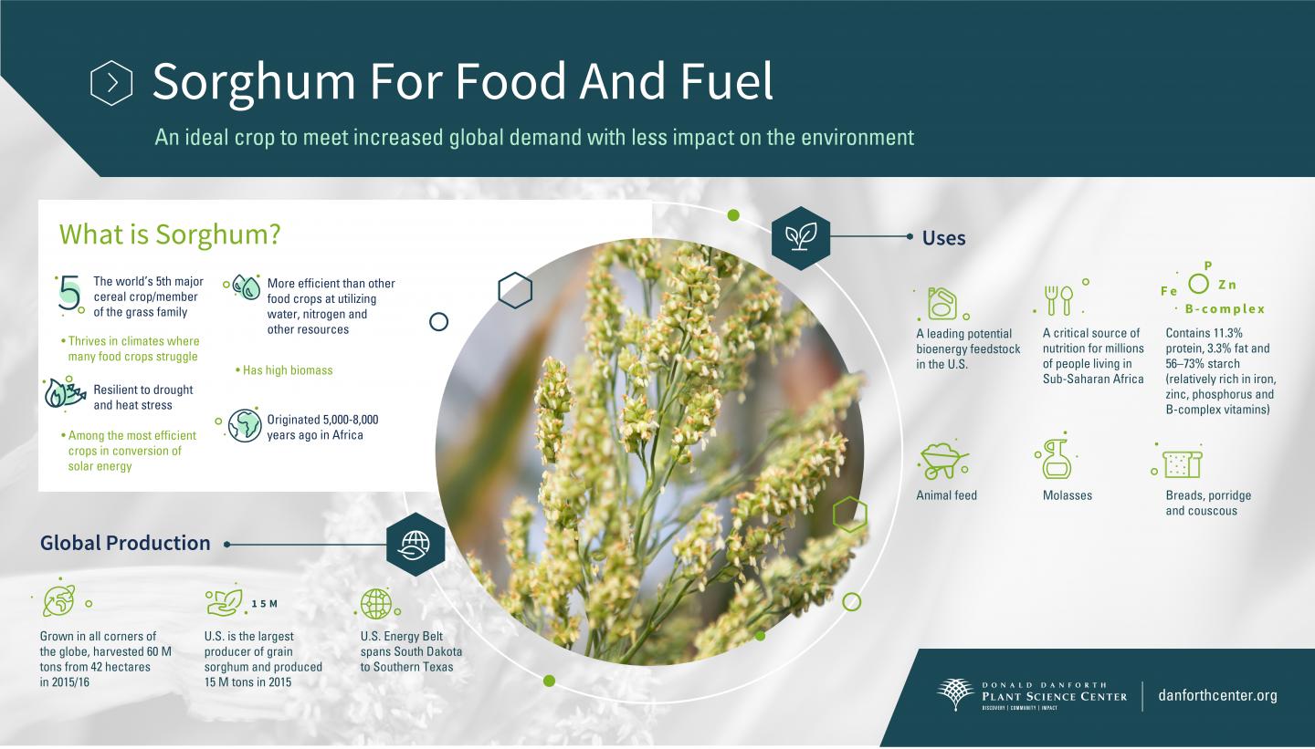 Sorghum Infographic [IMAGE] | EurekAlert! Science News Releases