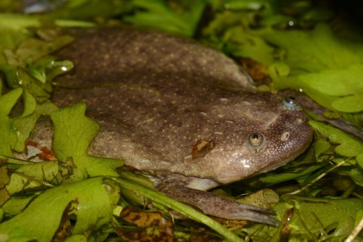 Researchers discover six new African frog spe | EurekAlert!