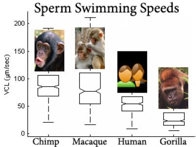 Primate sperm competition: speed matters | EurekAlert!