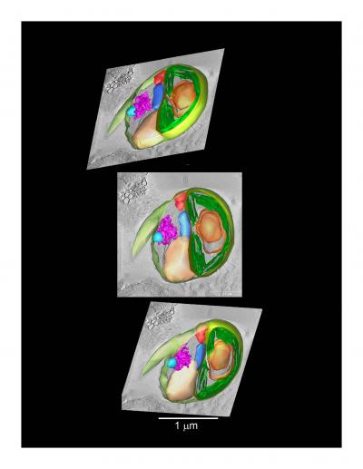 Micromonas 3-D Reconstruction [IMAGE] | EurekAlert! Science News Releases