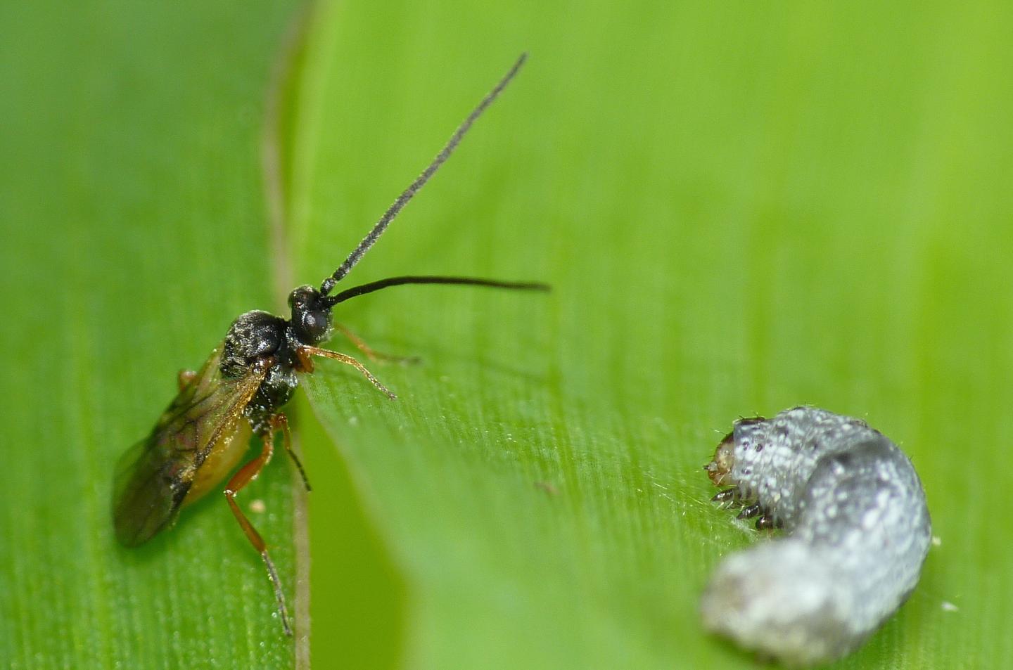 Caterpillars Use Plant Defenses to Ward Off P | EurekAlert!