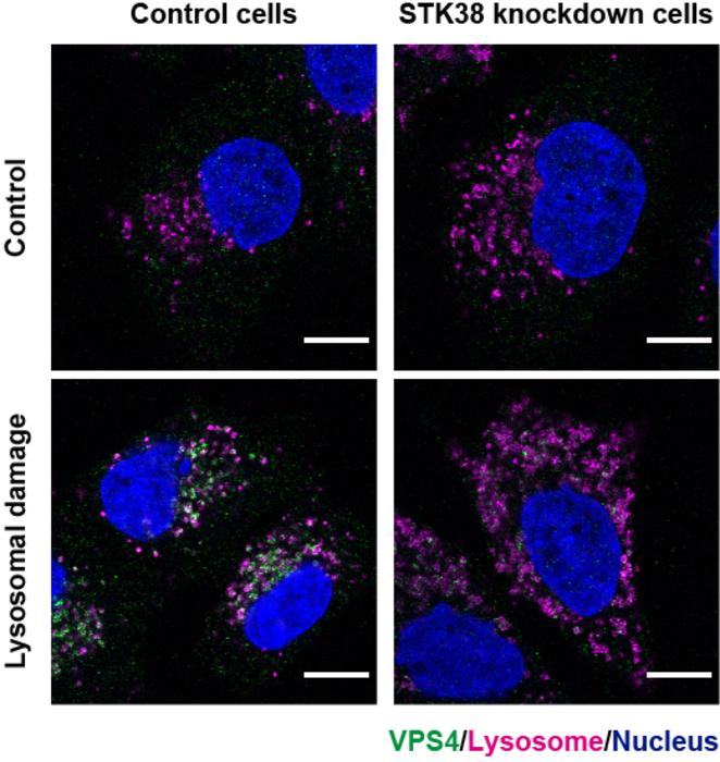 Fig. 2 [IMAGE] | EurekAlert! Science News Releases