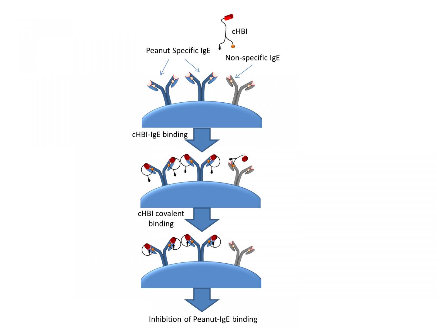 Covalent Heterobivalent Inhibi [IMAGE] | EurekAlert! Science News Releases