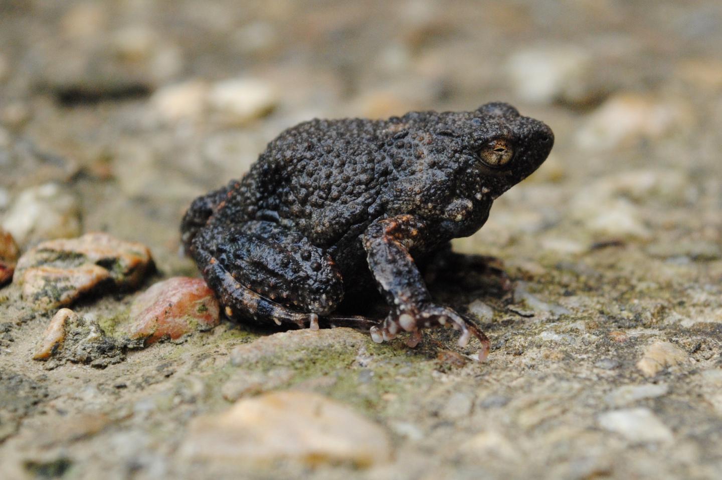 Using frog foam to deliver antibiotics | EurekAlert!