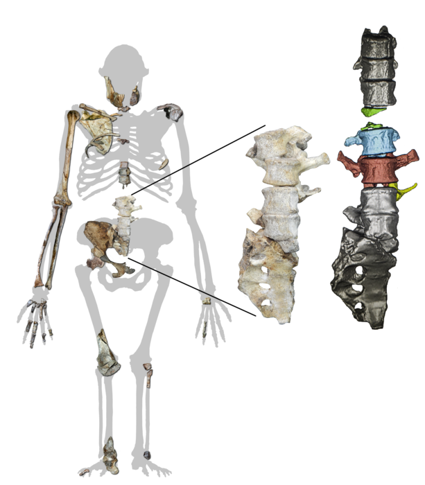 Australopithecus Sediba Skeleton