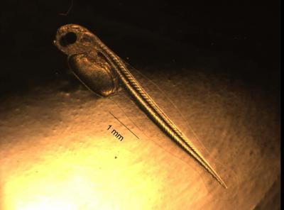 Rapid Mutations Allowed Fish t [IMAGE] | EurekAlert! Science News Releases