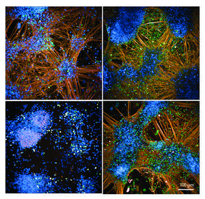 JAX researchers make mice a more powerful too | EurekAlert!