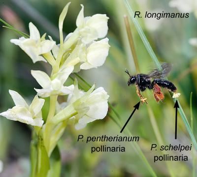 Bee Visits Orchid Flower (1 of [IMAGE] | EurekAlert! Science News Releases