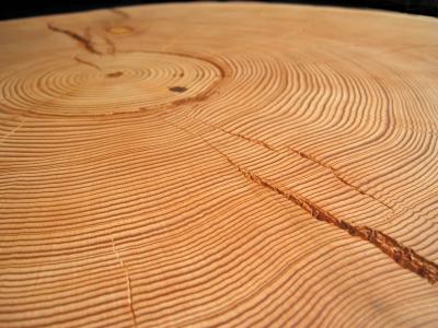 Douglas Fir Cross-Section [IMAGE] | EurekAlert! Science News Releases