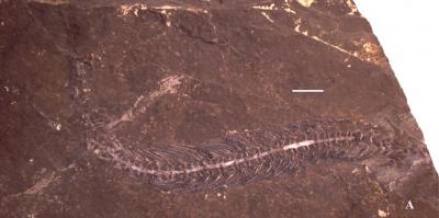 Adriosaurus microbrachis