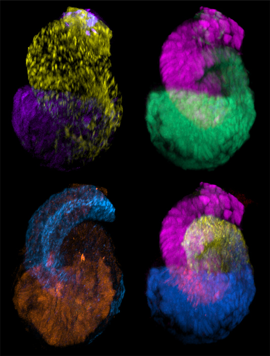 Developmental Trajectory [IMAGE] | EurekAlert! Science News Releases