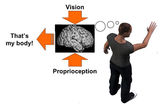What and where in the processing of body-part | EurekAlert!