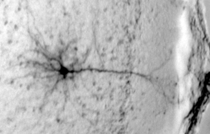 Neuron In The Prefrontal Corte [image] Eurekalert Science News Releases