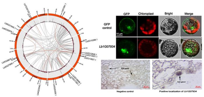 Figure 1 [IMAGE] | EurekAlert! Science News Releases