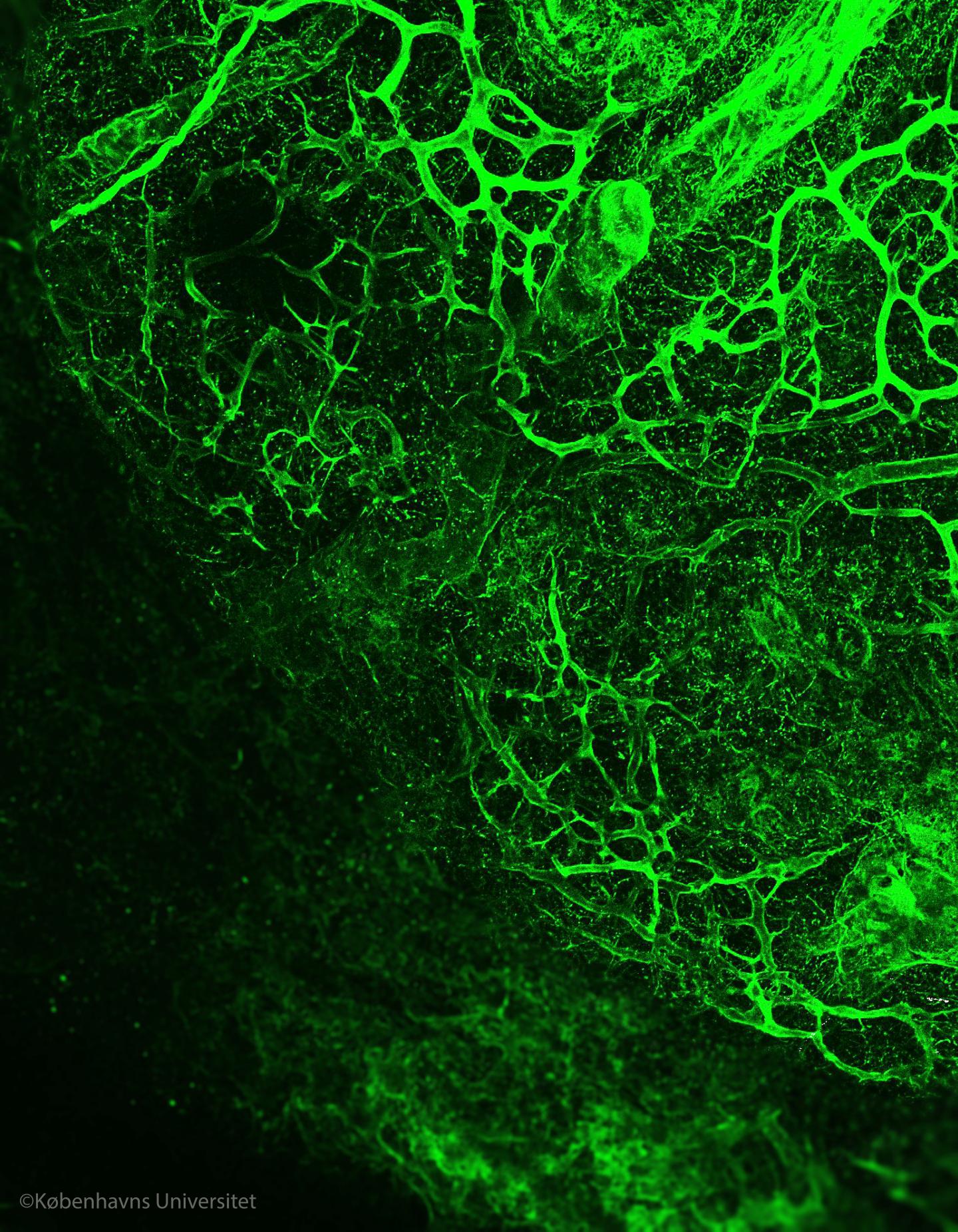 'ECM Planet' [IMAGE] | EurekAlert! Science News Releases