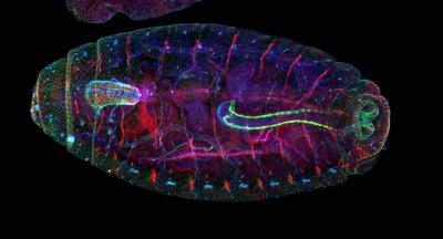 Snap of fruit fly embryo wins scientific phot | EurekAlert!