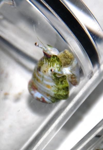 Jumping snails leap over global warming | EurekAlert!