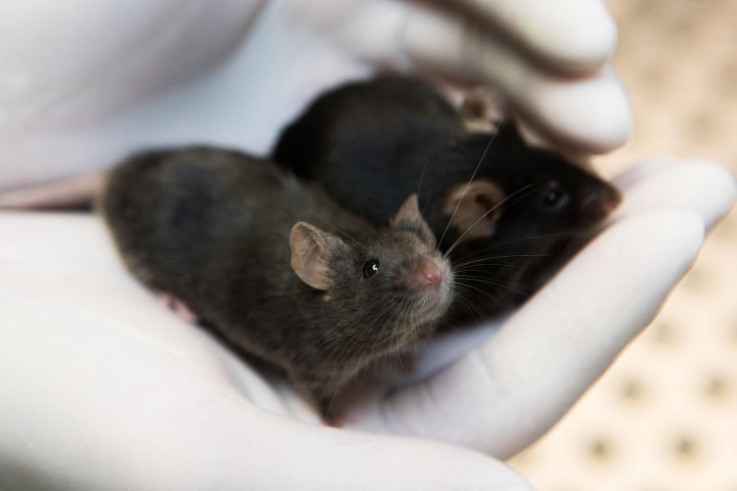 Mice in the Lab [IMAGE] | EurekAlert! Science News Releases