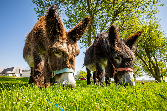 Baudet du Poitou donkeys grazi [IMAGE] | EurekAlert! Science News Releases