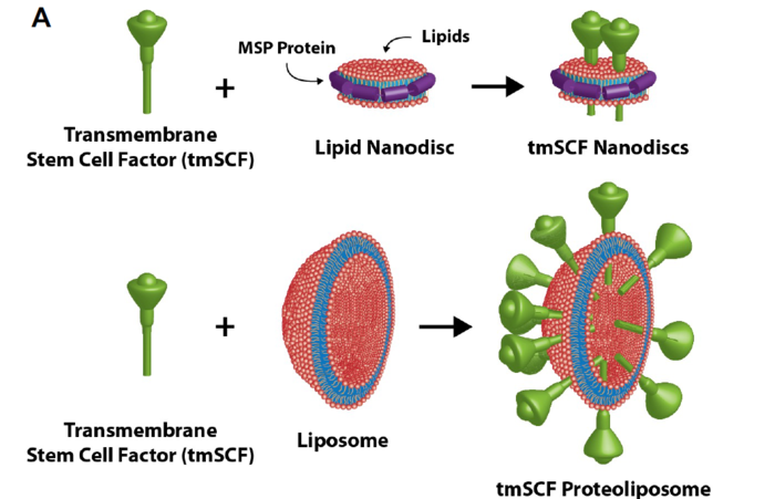 SCF proteins [IMAGE] | EurekAlert! Science News Releases