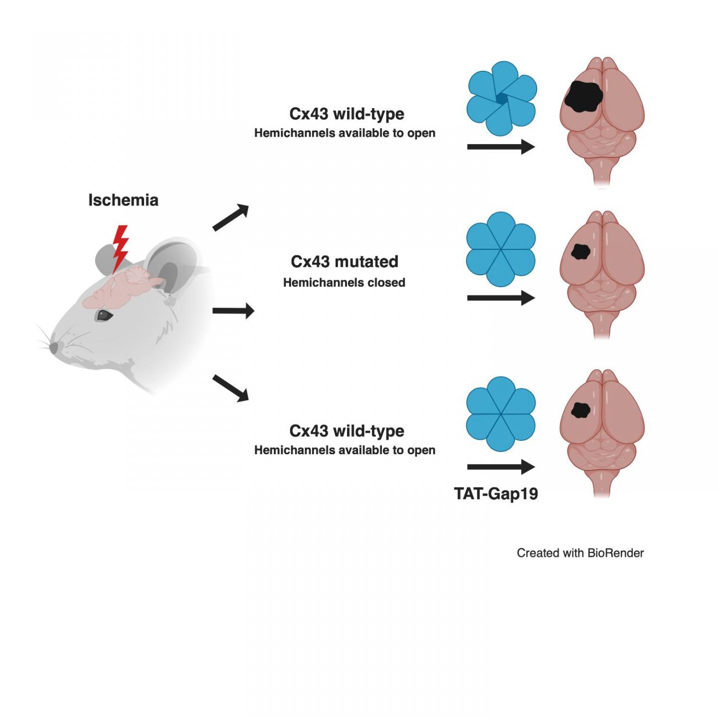 Treatment with Gap 19 [IMAGE] | EurekAlert! Science News Releases