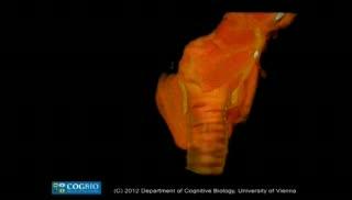 What Gives the Elephant Its Voice? (5 of 6) | EurekAlert!