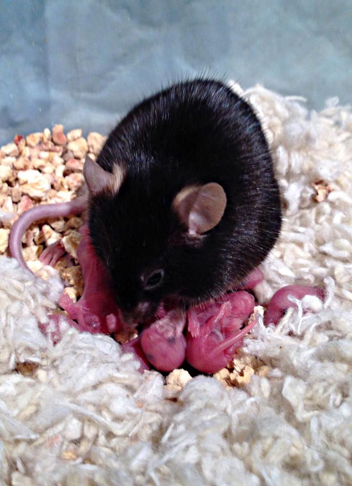 Father Mouse [IMAGE] | EurekAlert! Science News Releases