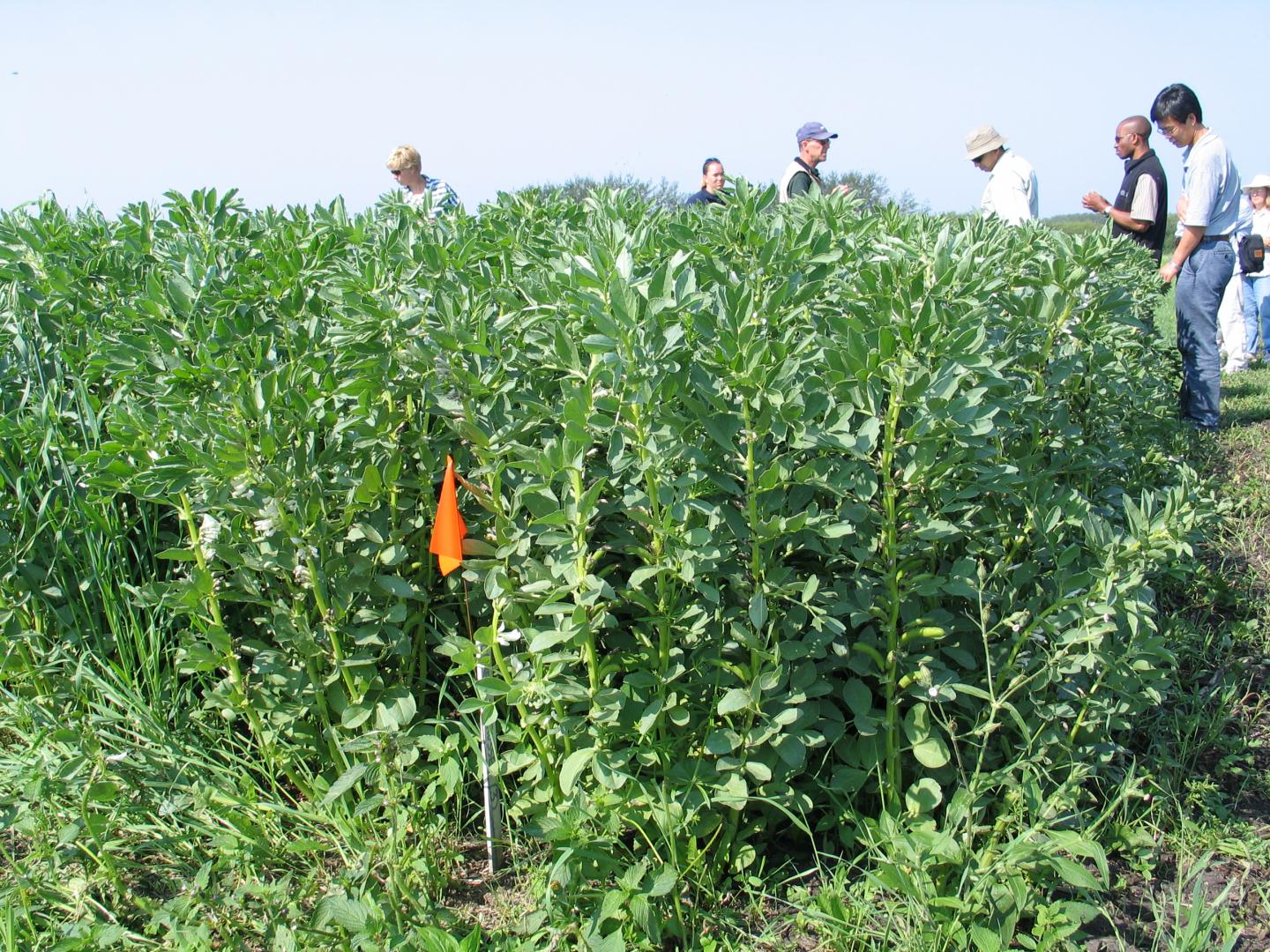 Faba Bean Researchers in Field [IMAGE] | EurekAlert! Science News Releases